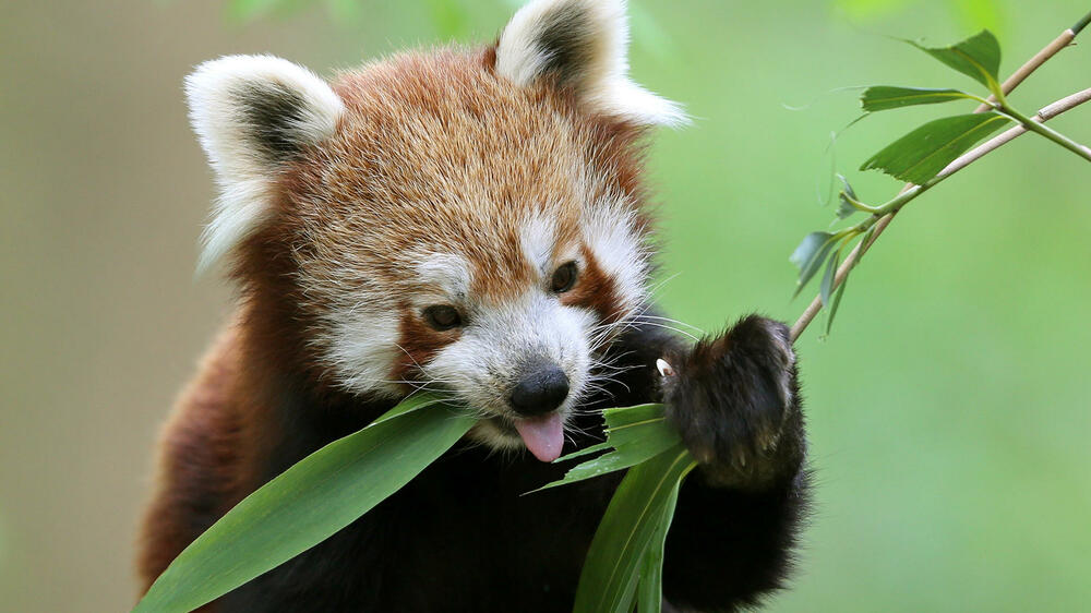 Artenschutz: Diese Tiere sind vom Aussterben bedroht