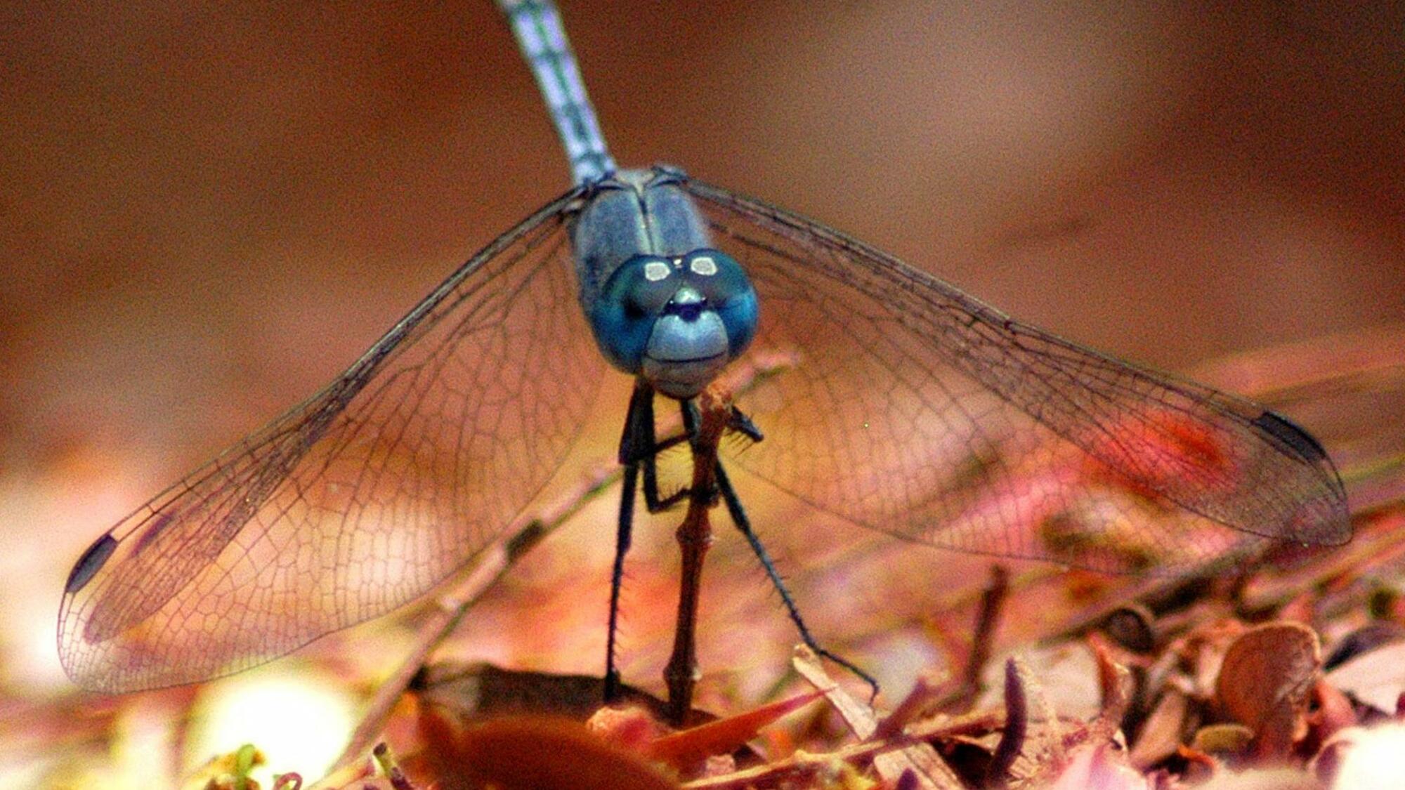 Bionik Beispiele aus der Natur