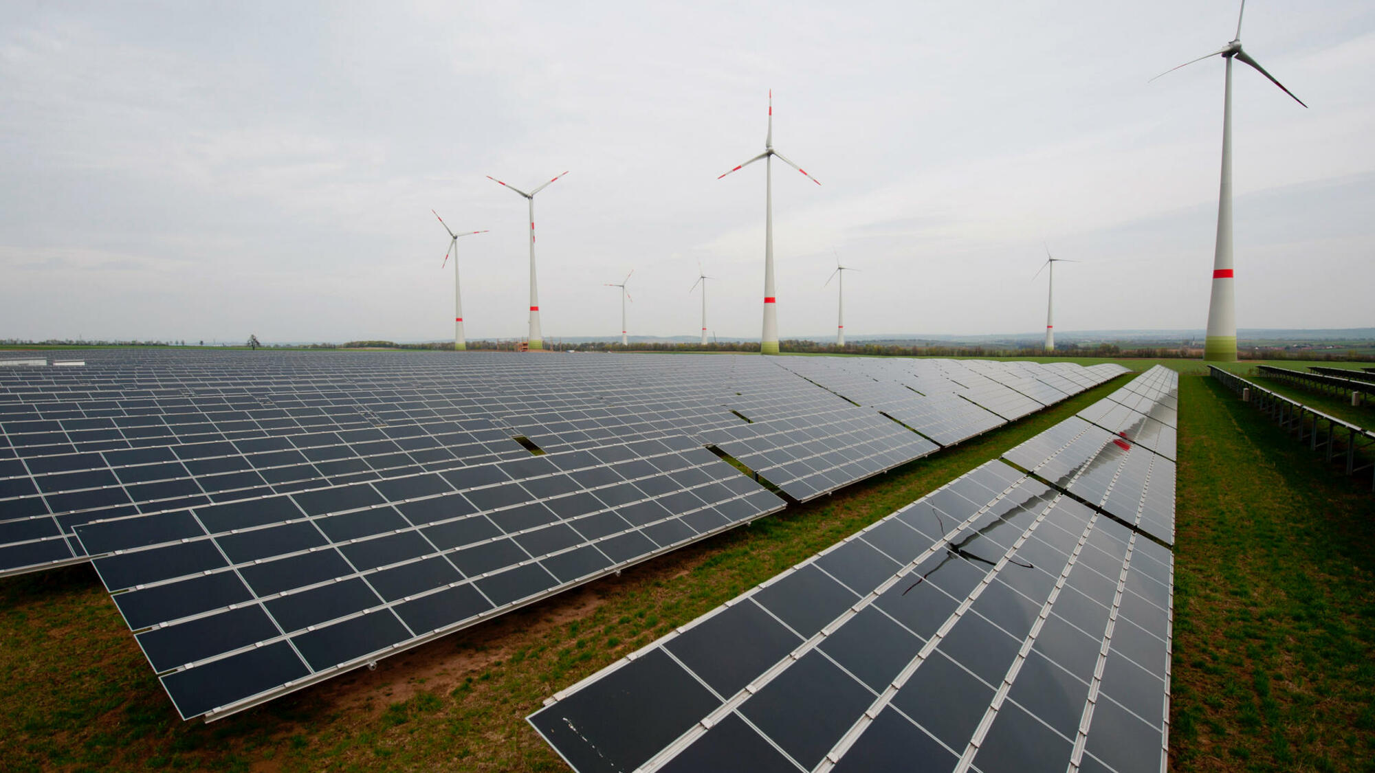 Bionik Beispiele aus der Natur