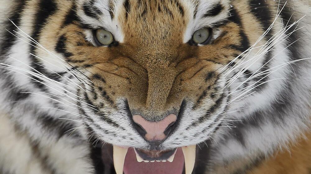 Artenschutz: Diese Tiere sind vom Aussterben bedroht